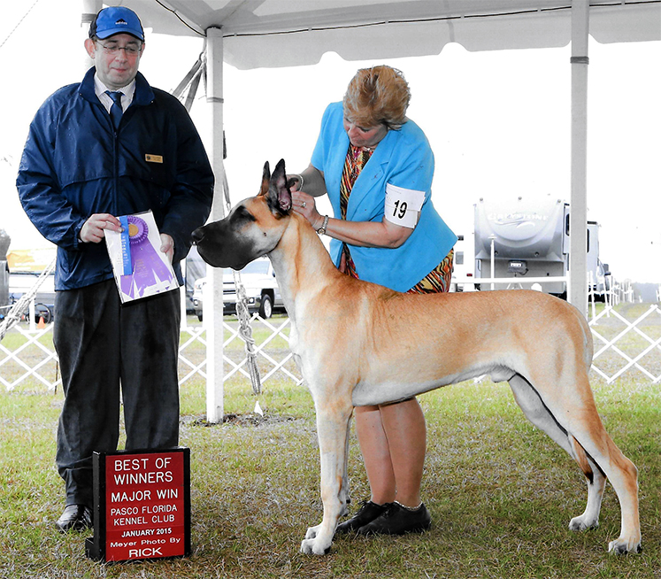Terragold Great Danes